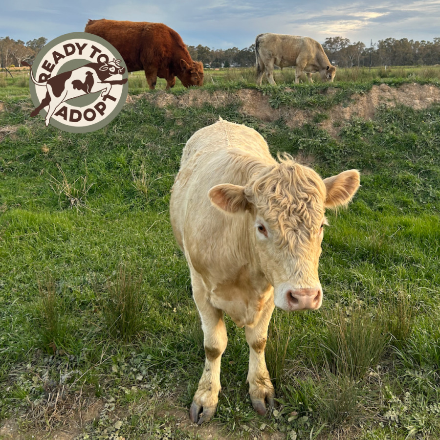 Coco, Custard, and Labrador - Male Cow in VIC - PetRescue