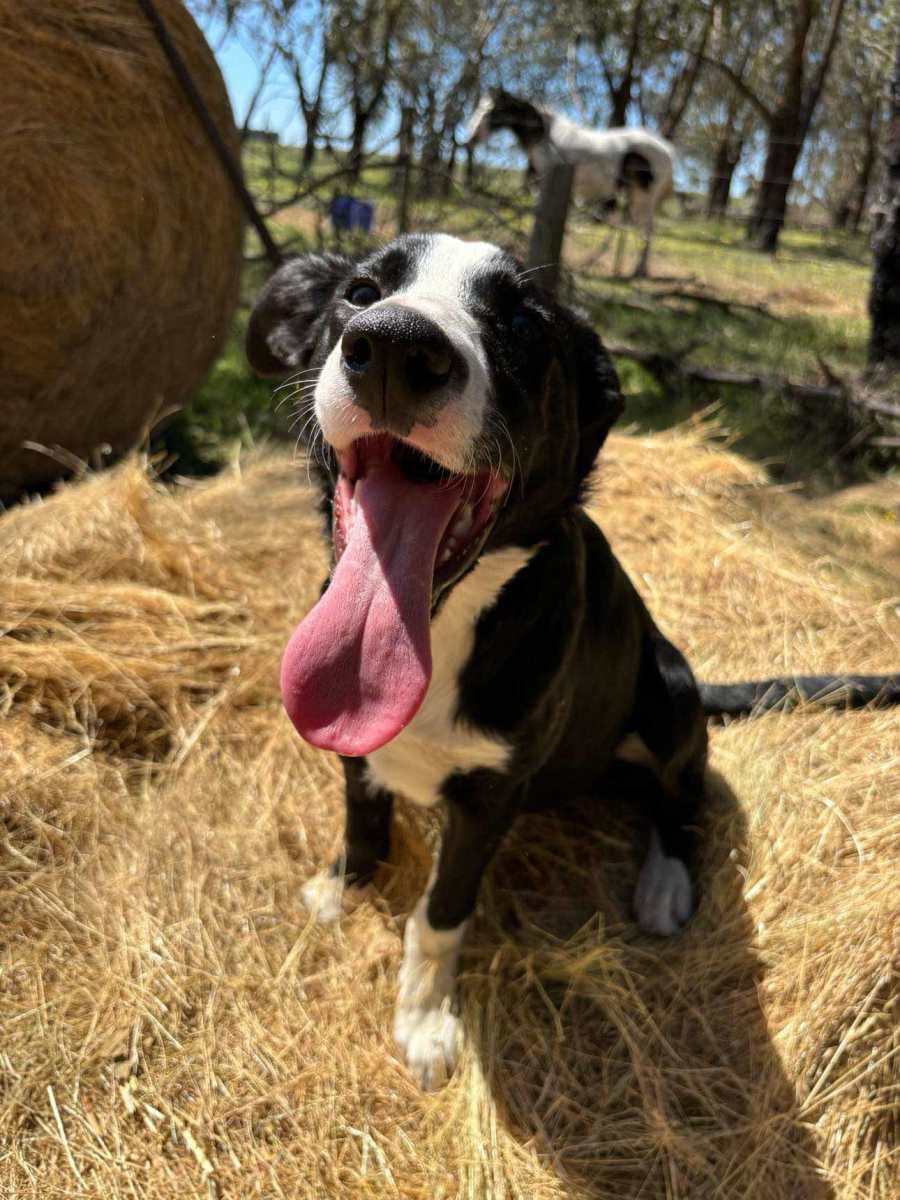 Singlet - Medium Male Border Collie Dog in VIC - PetRescue
