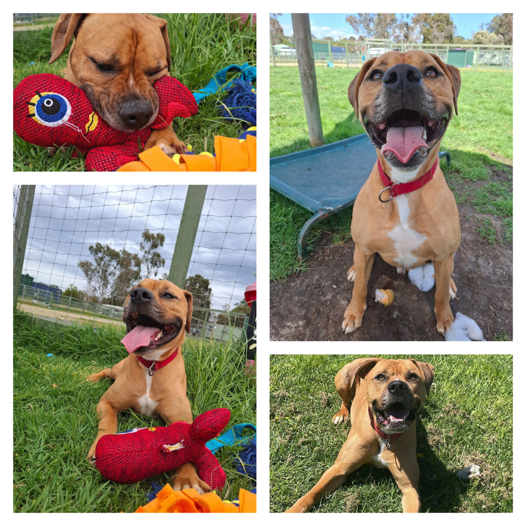 Spud - Medium Male Staffordshire Bull Terrier Mix Dog in VIC - PetRescue