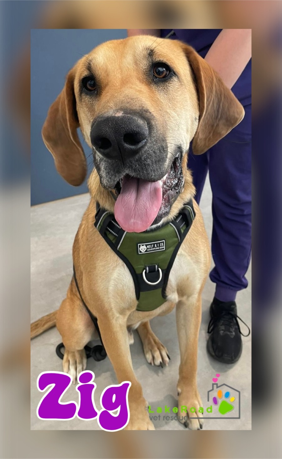 Zig - Large Male Rhodesian Ridgeback x Bloodhound Mix Dog in NSW ...