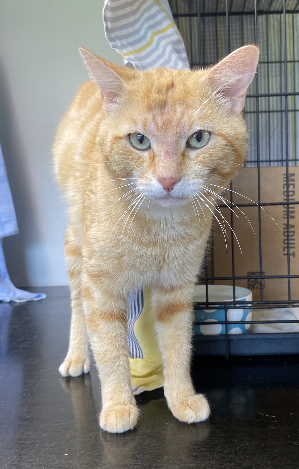 Spud - Male Domestic Short Hair Mix Cat in QLD - PetRescue