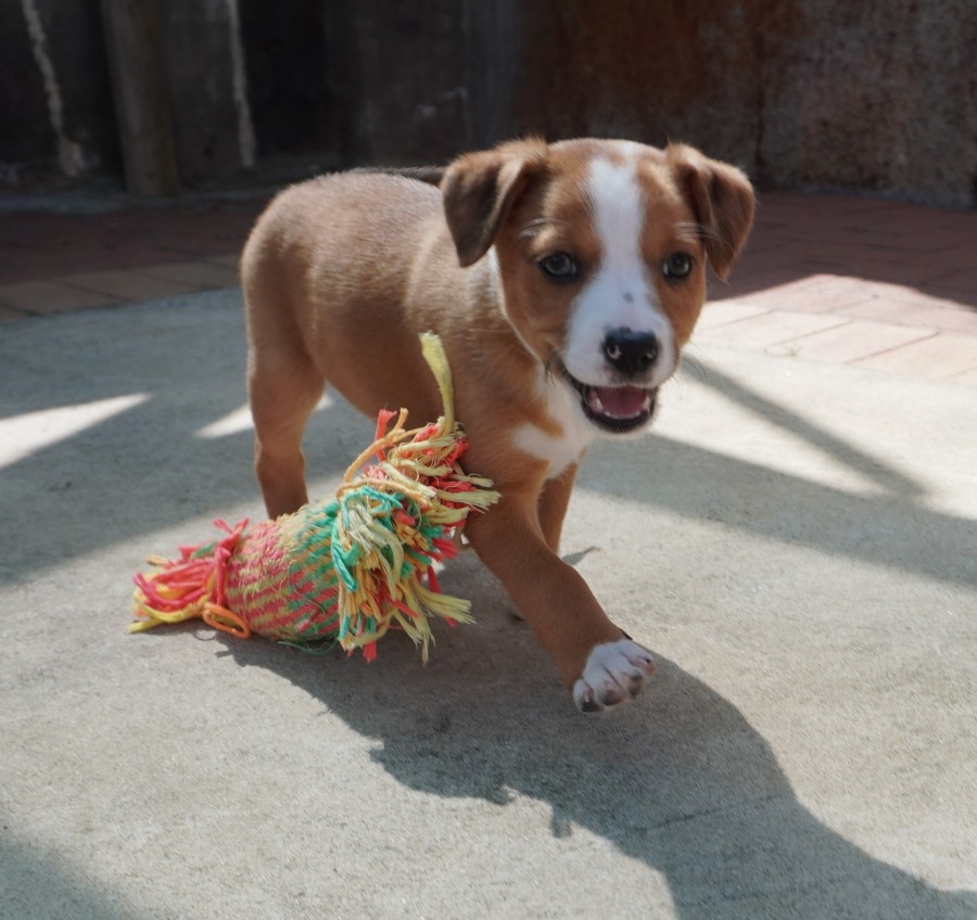 Calvin - Medium Male Australian Koolie Dog in WA - PetRescue