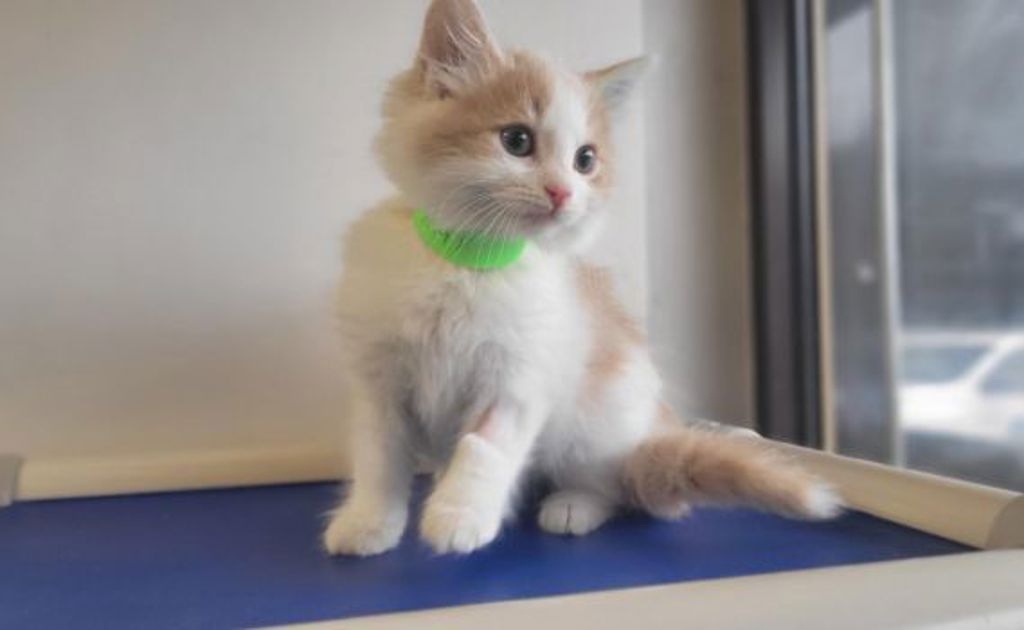 Pushkin - Male Domestic Medium Hair Mix Cat in VIC - PetRescue