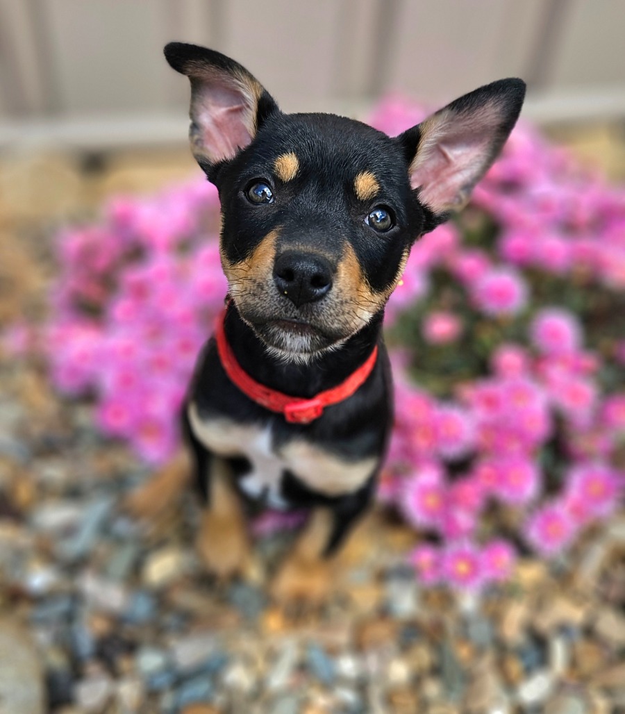 Madeleine - Medium Female Australian Kelpie Mix Dog in ACT - PetRescue