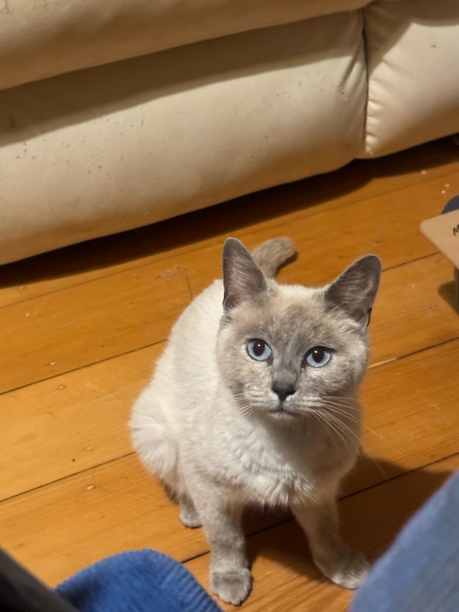 Skylar - Female Ragdoll Mix Cat in QLD - PetRescue