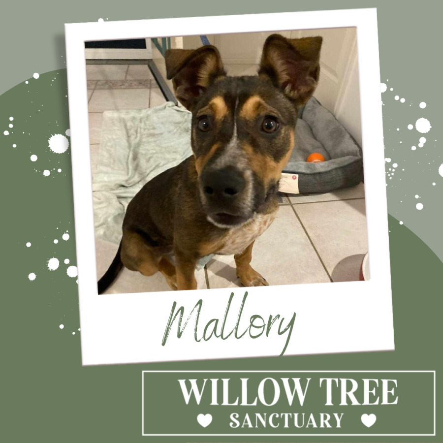 Mallory - Medium Female Australian Cattle Dog Mix Dog in NSW - PetRescue