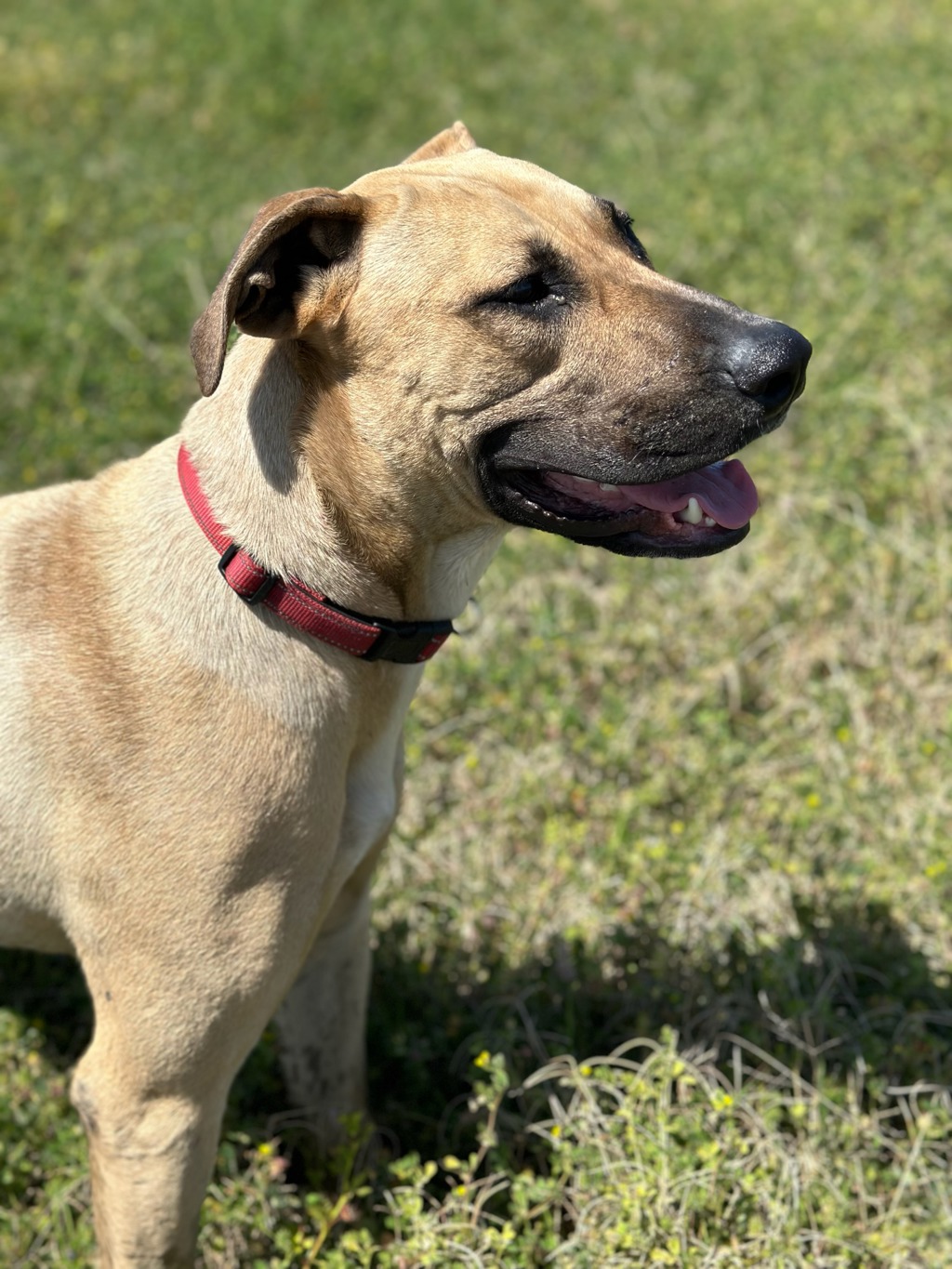 Marly - Large Female Mastiff Mix Dog in NSW - PetRescue