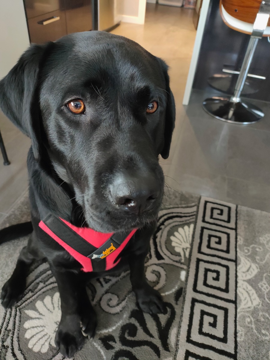 Panther - Large Male Labrador Retriever Dog in VIC - PetRescue