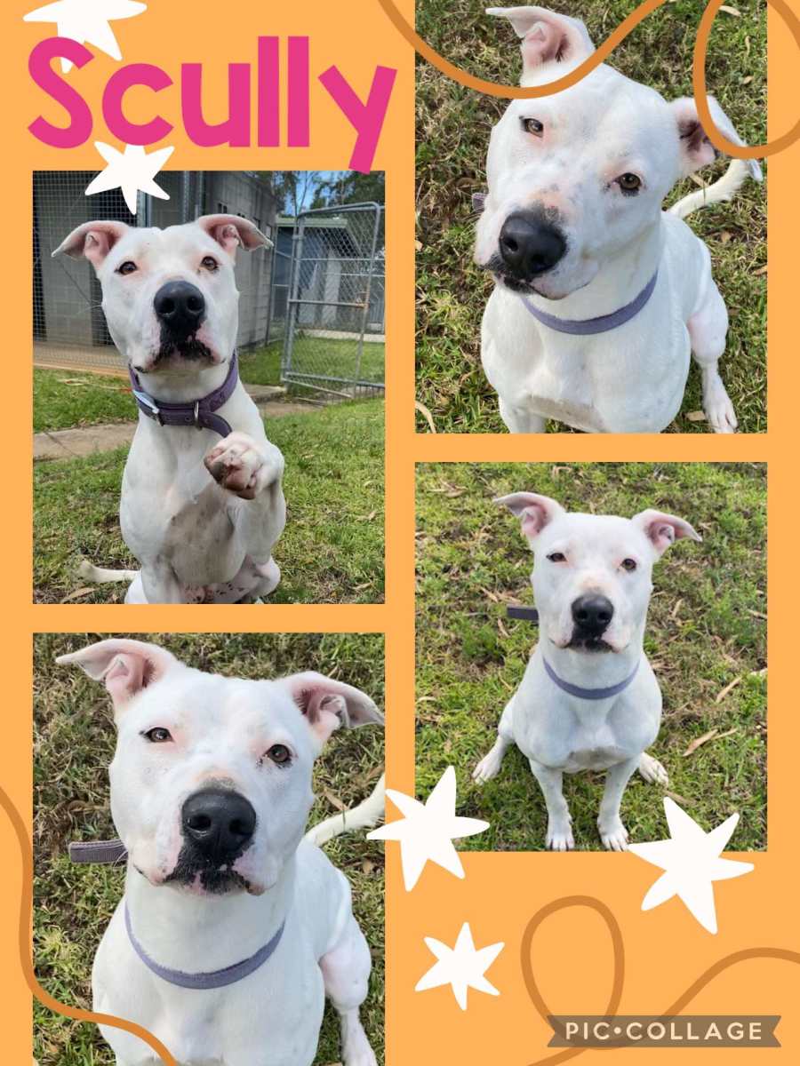 Scully - Medium Female Staffordshire Bull Terrier Mix Dog in QLD - PetRescue