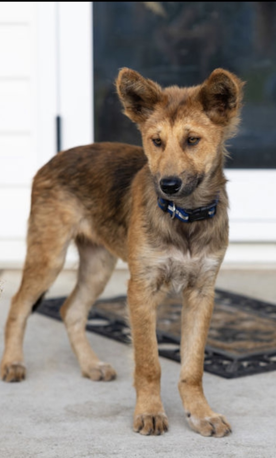 Heli - 6 Month Old Dingo X (Trial 29/12) - Medium Female Dingo Mix Dog ...