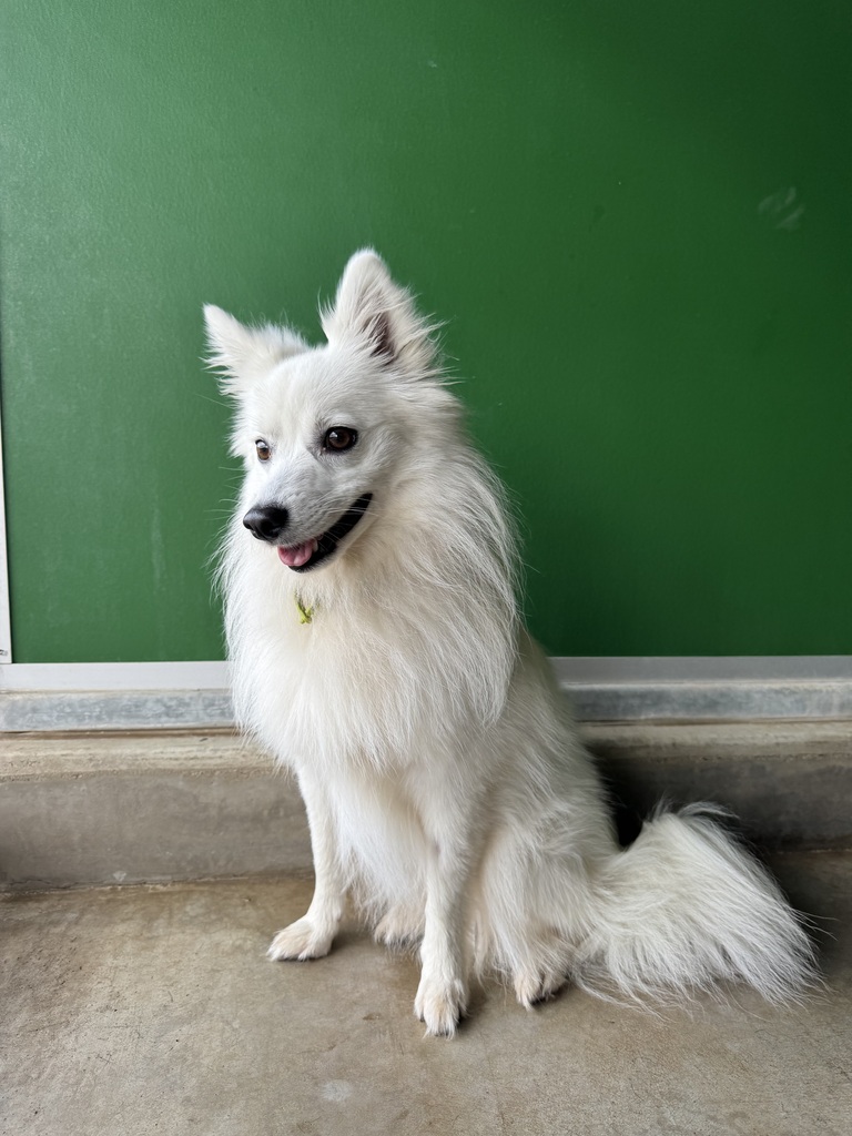 Juni - Small Female Japanese Spitz Mix Dog in QLD - PetRescue