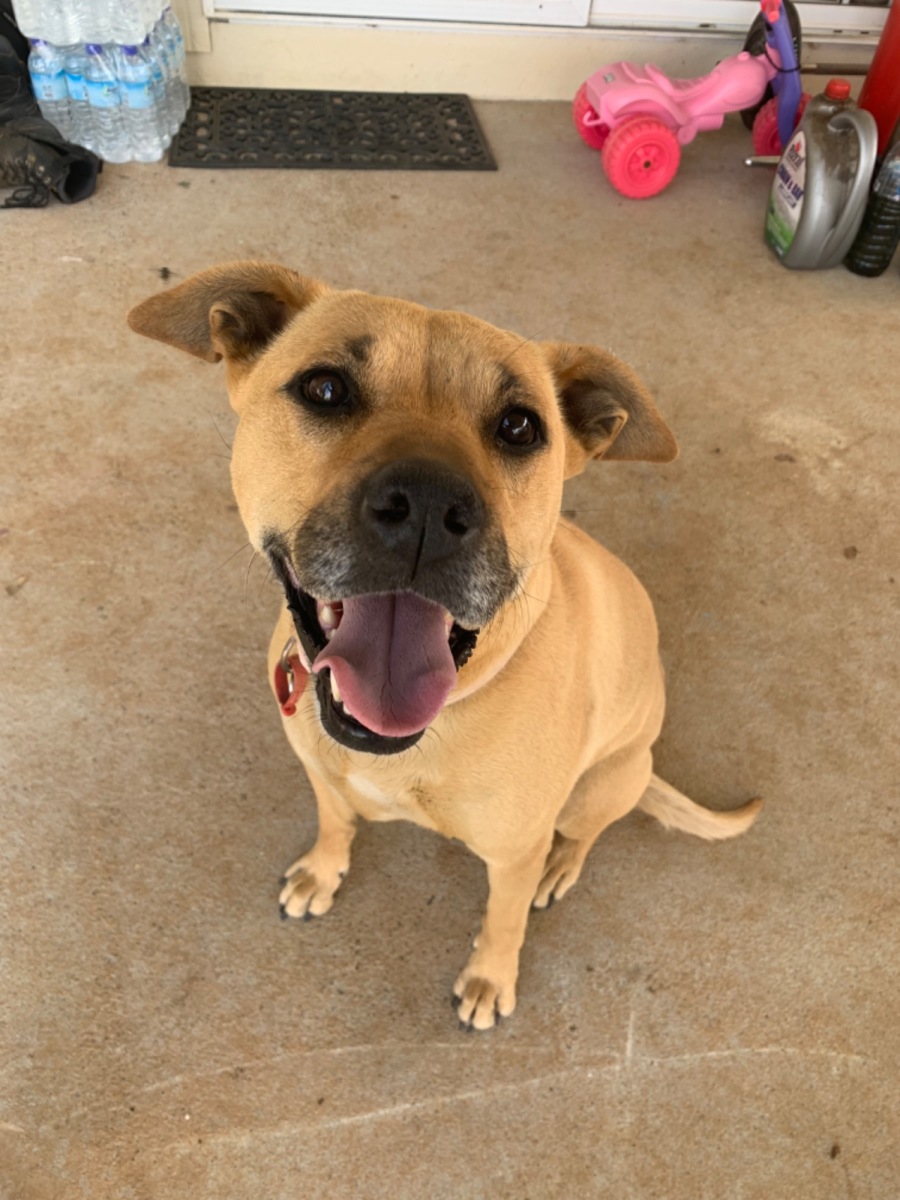 Dakota - Medium Female Boxer x Rhodesian Ridgeback Mix Dog in WA ...