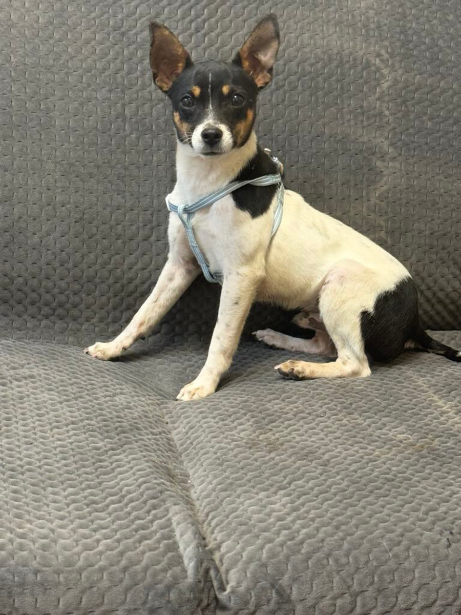 Vinny - Small Male Fox Terrier (Miniature) Dog in QLD - PetRescue