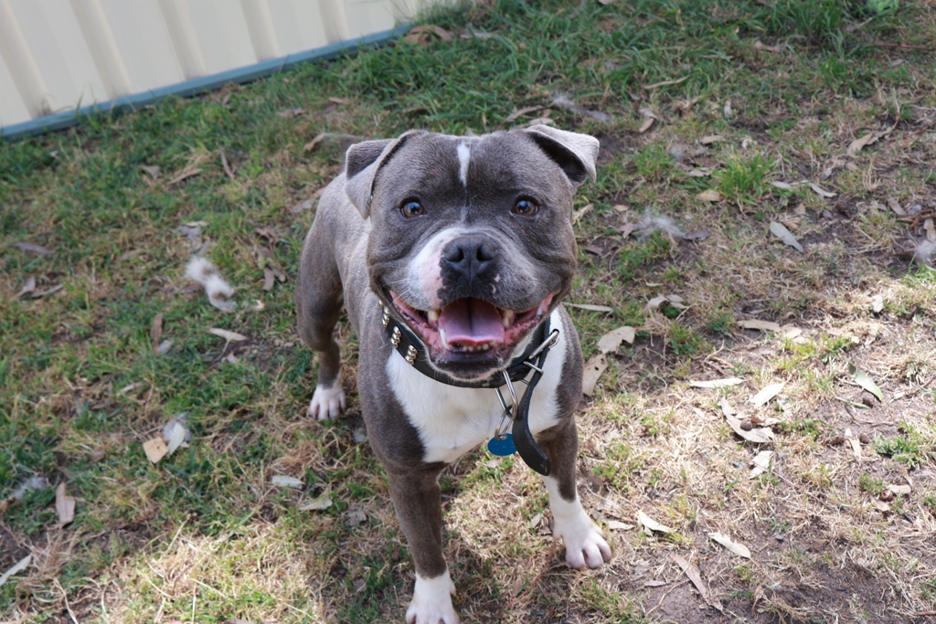 Boss - Medium Male English Staffy Mix Dog in VIC - PetRescue