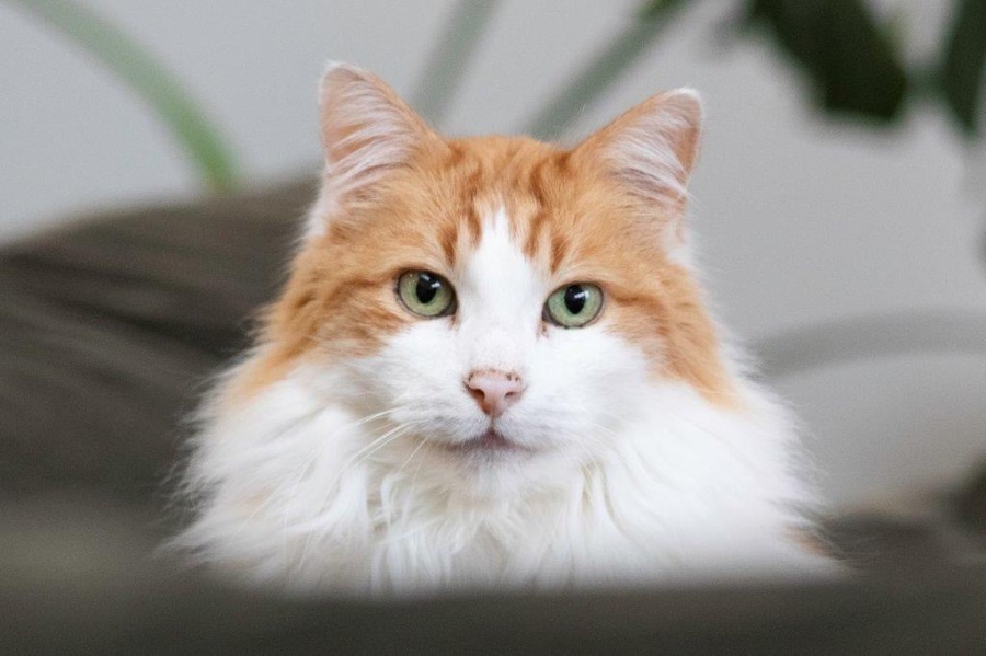 Gizmo Haliwell - Male Domestic Long Hair (DLH) Cat in VIC - PetRescue