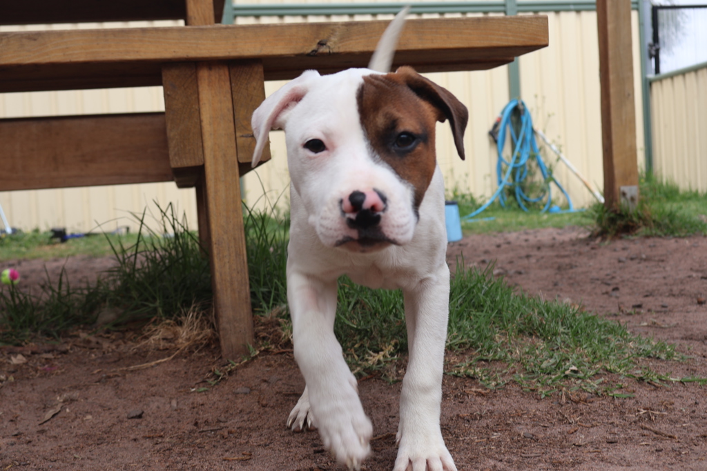 Milo - Small Male Staffy Mix Dog in VIC - PetRescue