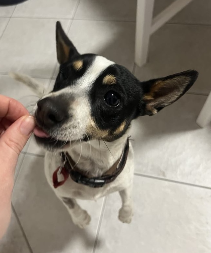 Roxie (5kg) - Small Female Jack Russell Terrier x Fox Terrier ...