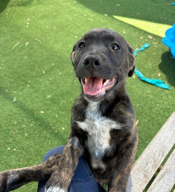 Bella nee Cher - Medium Female Staffordshire Bull Terrier Dog in NSW ...