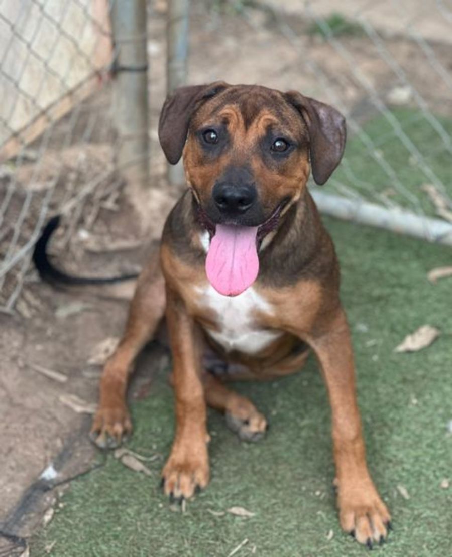 Liverpool Animal Shelter - PetRescue