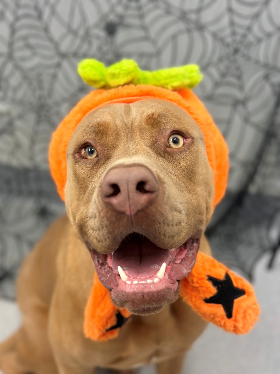 Maggie - Large Female Mastiff Dog in NSW - PetRescue