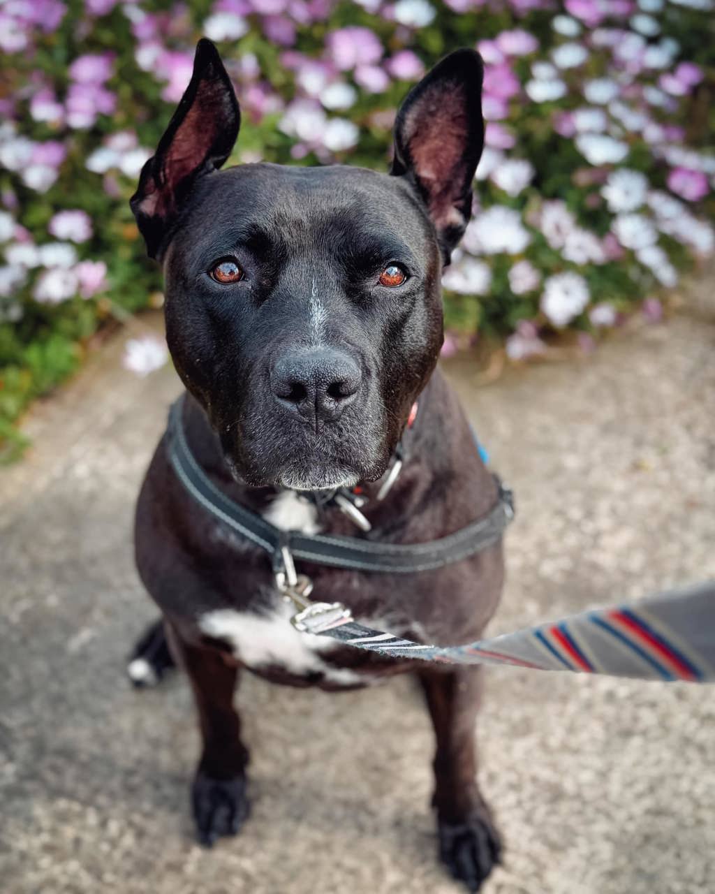 Stuart Not So Little - Large Male American Staffy Mix Dog in VIC ...