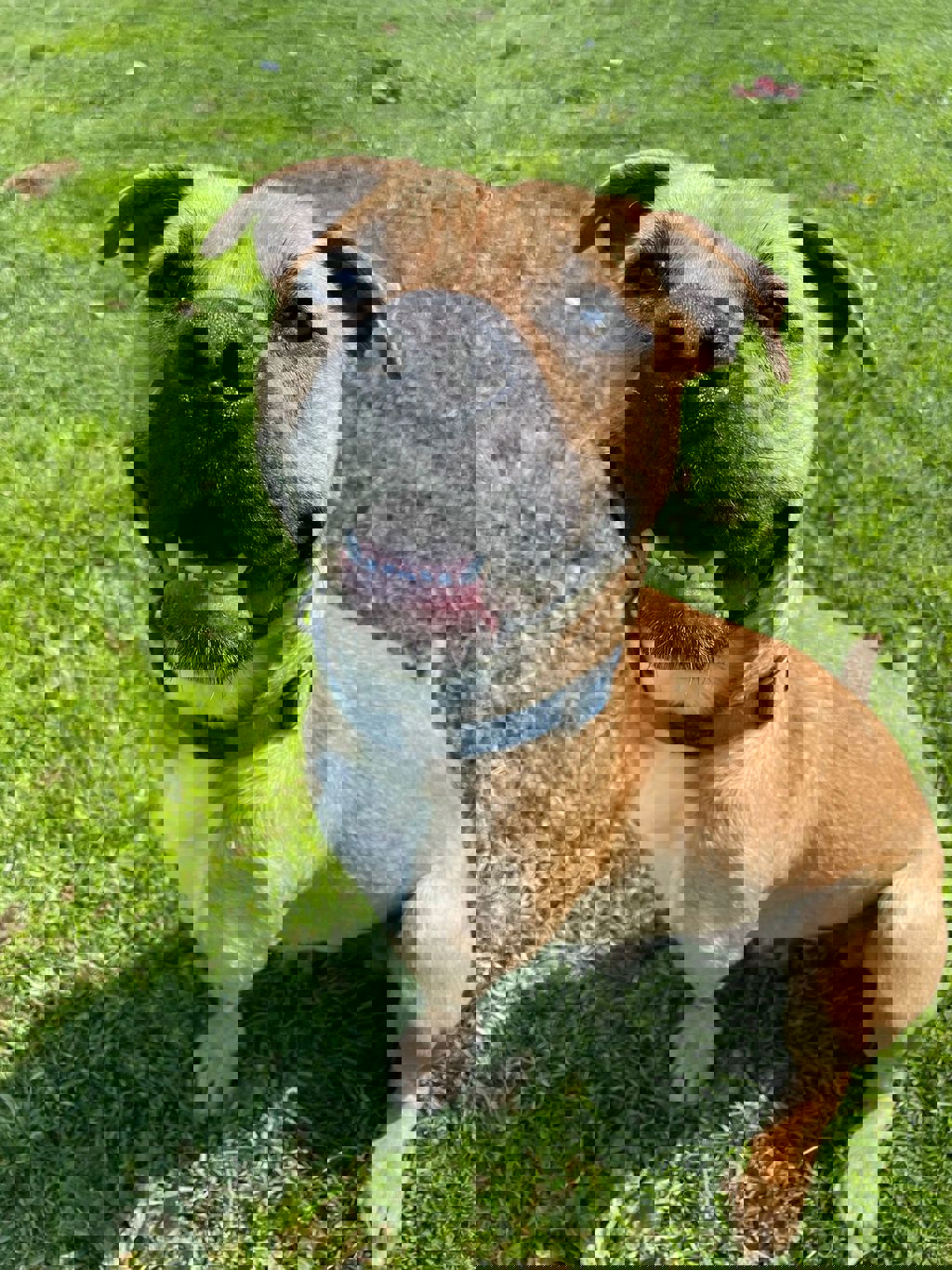 Brodie - Medium Male Bullmastiff x Staffordshire Bull Terrier Mix Dog in VIC - PetRescue