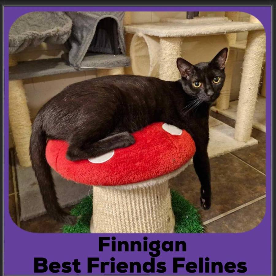Finnigan - Male Domestic Short Hair Cat in QLD - PetRescue