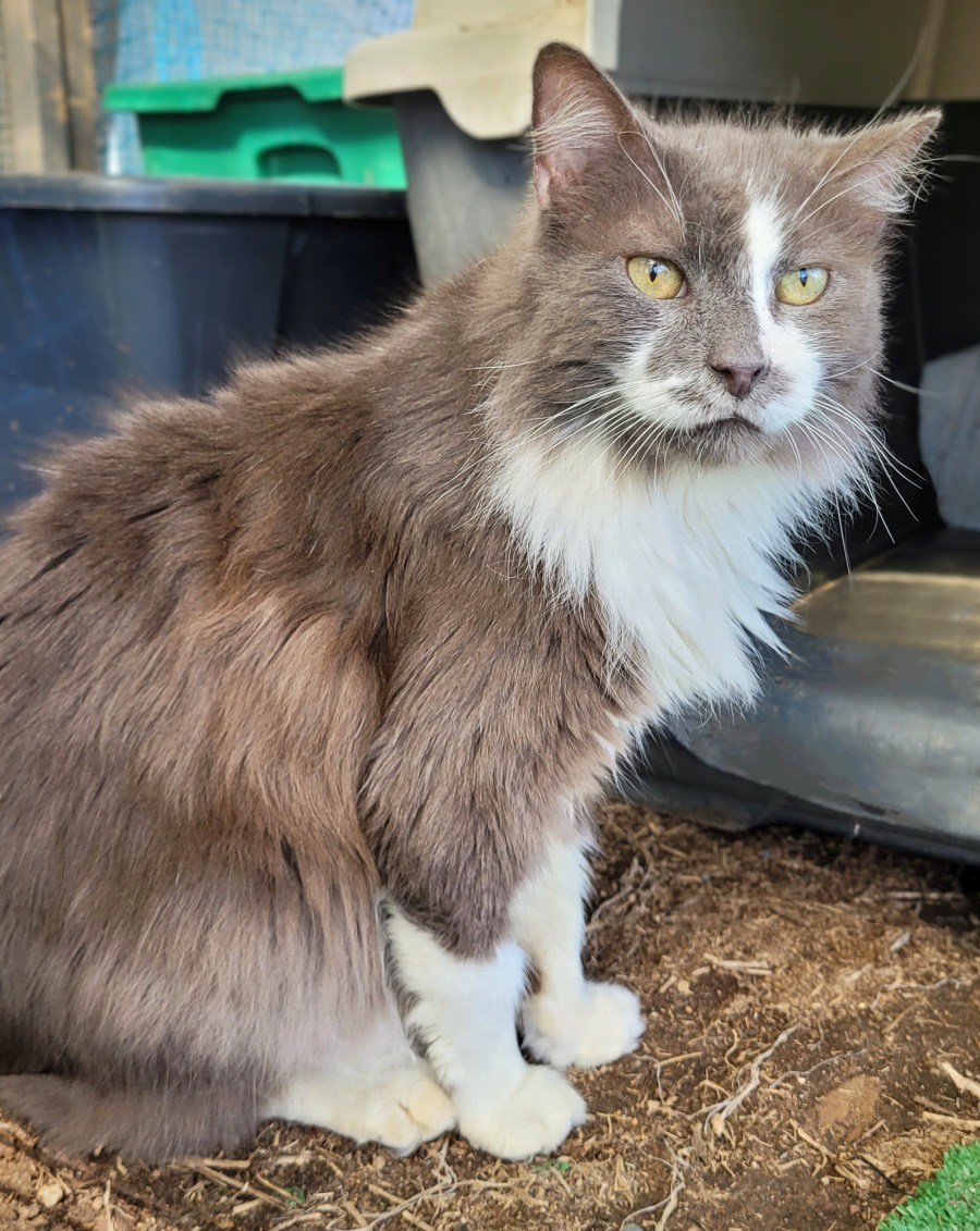 Jinx - Male Domestic Long Hair Cat in QLD - PetRescue