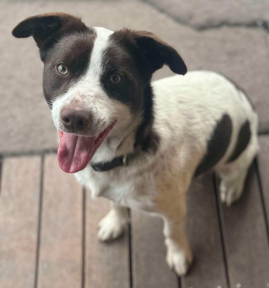 Tyrone - Medium Male Border Collie x Jack Russell Terrier Mix Dog in ...