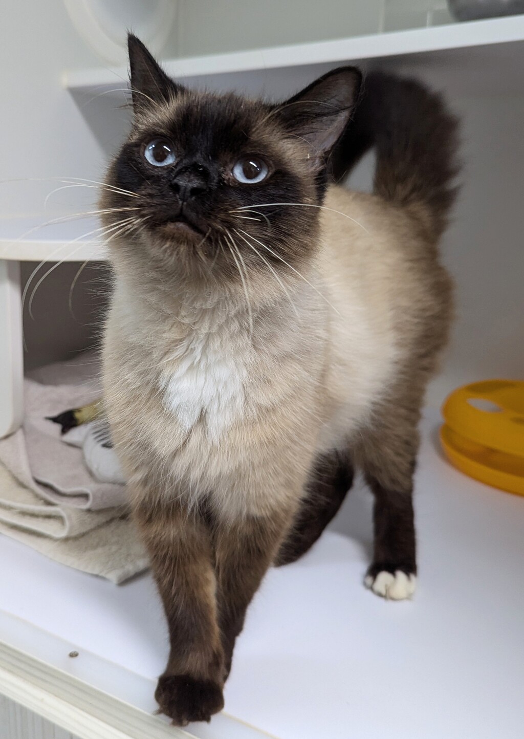 Muffin - Female Layanese Mix Cat in QLD - PetRescue