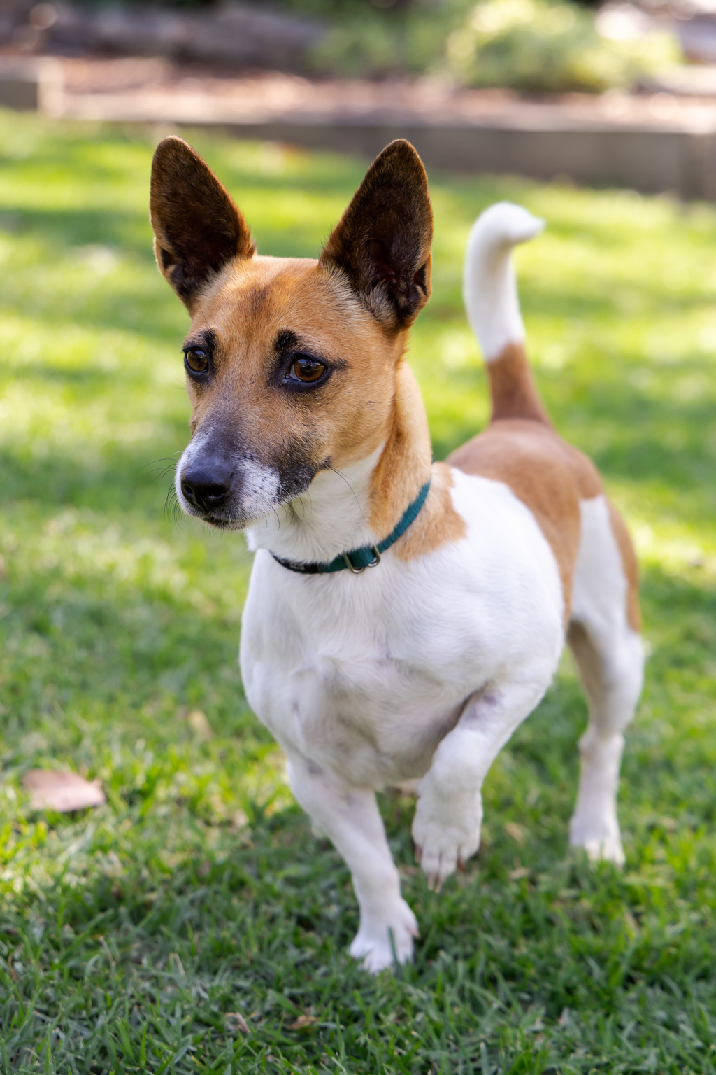 Mavis - Small Female Jack Russell Terrier x Mini Foxie Mix Dog in NSW ...