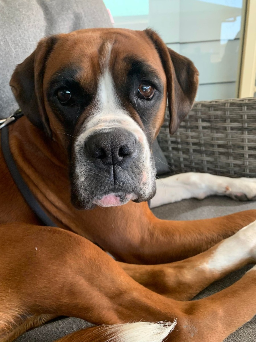 Ruby Rose - Medium Female Boxer Dog in VIC - PetRescue