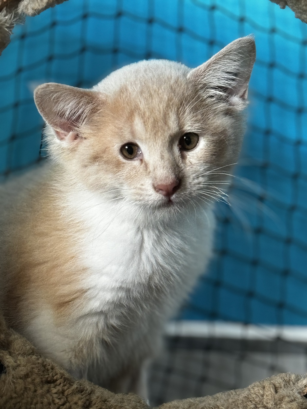 Kyo Sohma - Male Domestic Medium Hair x Manx Mix Cat in QLD - PetRescue