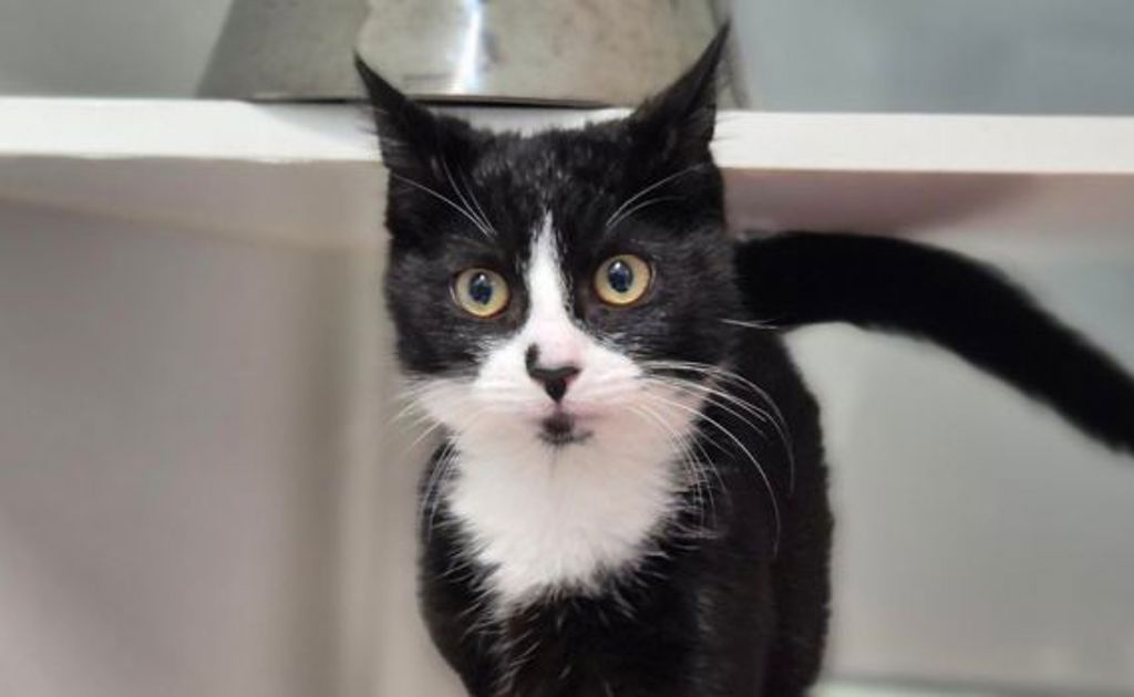 Kate Meows - Female Domestic Short Hair Mix Cat in VIC - PetRescue