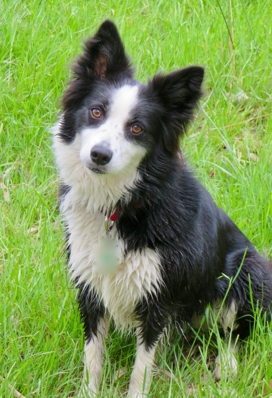 Sky - Medium Female Border Collie Dog in VIC - PetRescue
