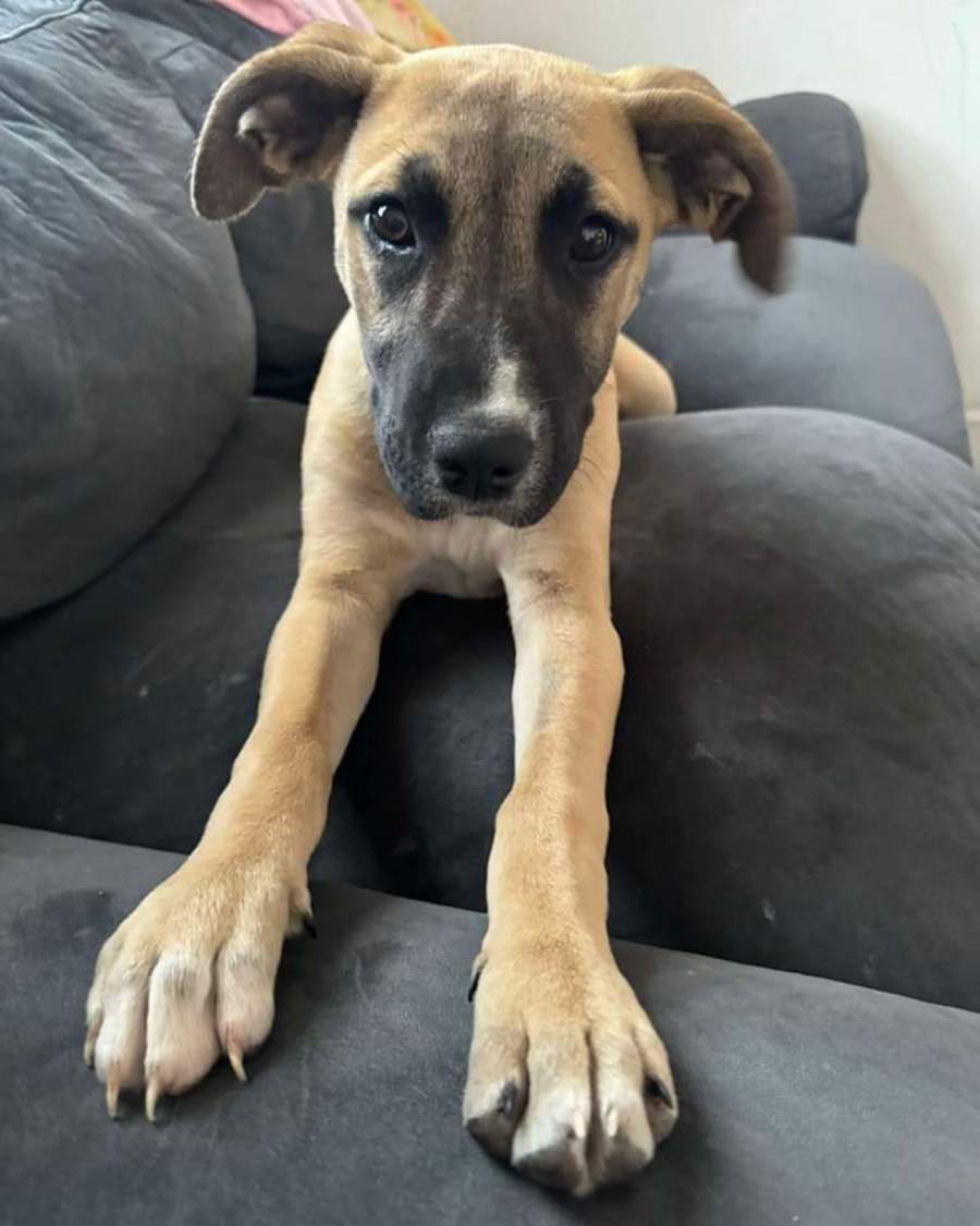 Quinn - Medium Female Mixed breed Dog in VIC - PetRescue