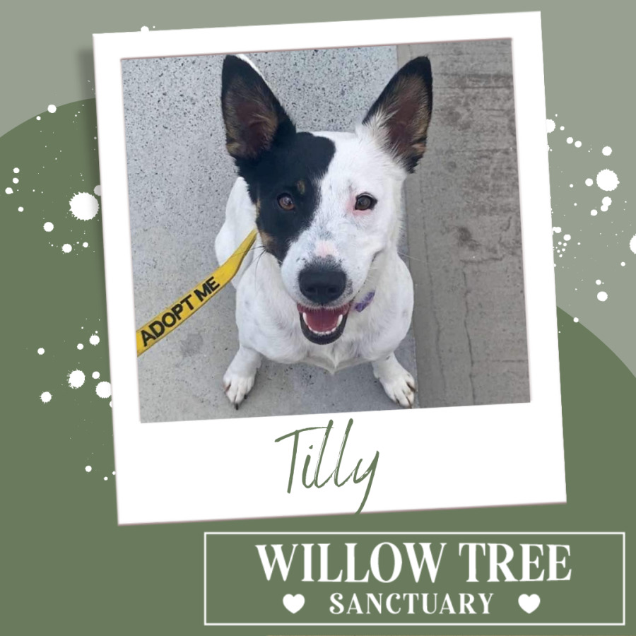 Tilly - Small Female Fox Terrier Mix Dog in NSW - PetRescue