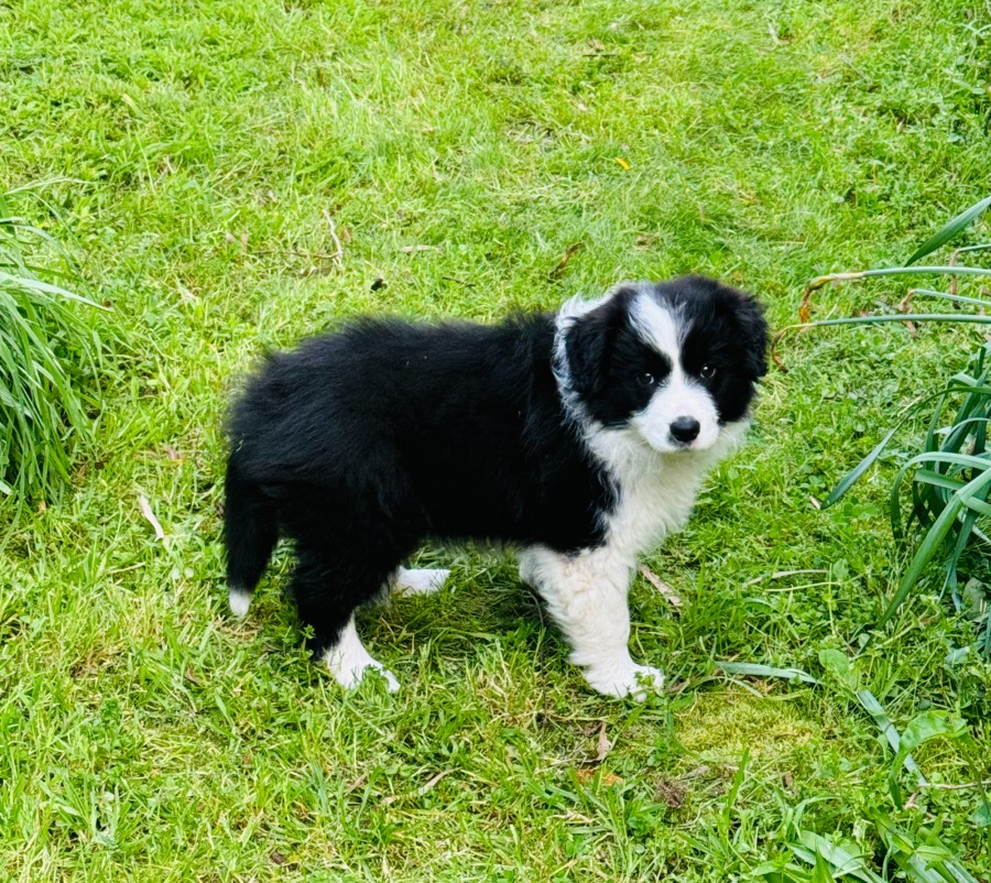 Fly - Medium Female Border Collie Dog in VIC - PetRescue