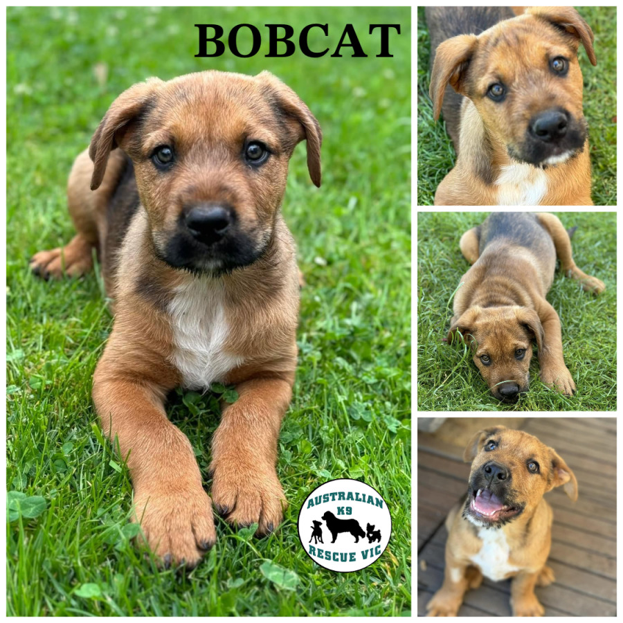 Bobcat - Large Male Labrador Retriever Mix Dog in VIC - PetRescue