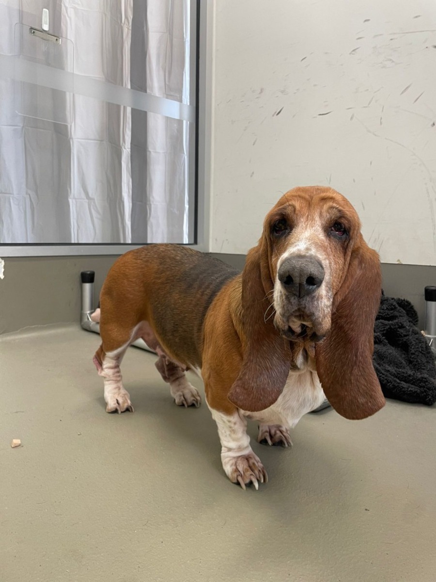 Lucy - Medium Female Basset Hound Dog in VIC - PetRescue