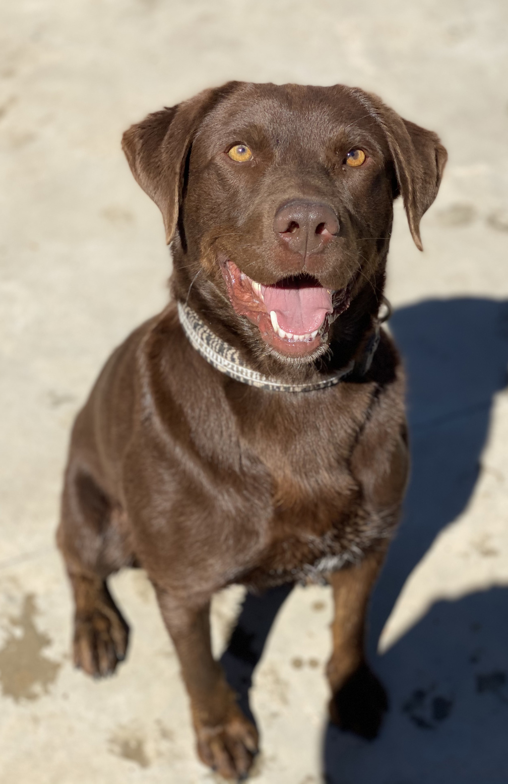 Marlin - Medium Male Kelpie x Labrador Retriever Mix Dog in VIC - PetRescue