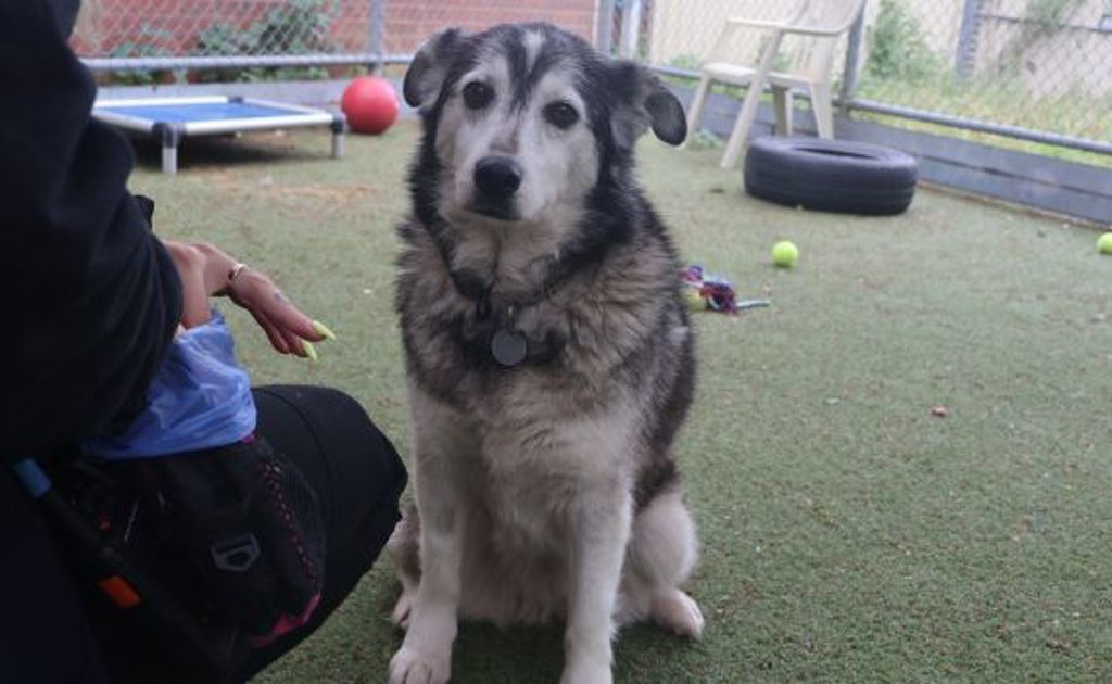 Kelly - Medium Female Siberian Husky x Retriever Mix Dog in VIC - PetRescue