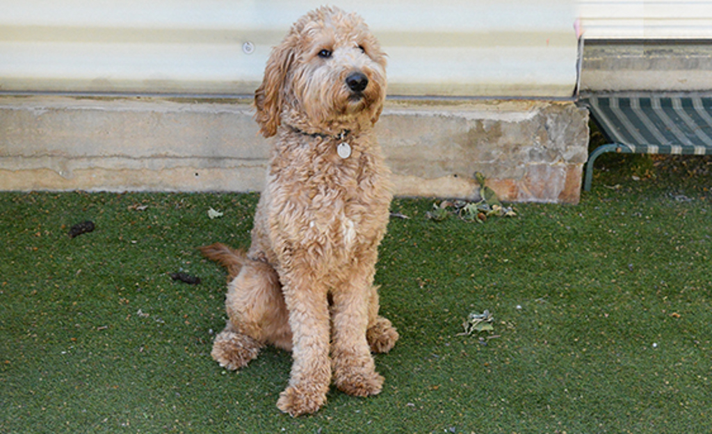 Biscuit - Medium Male Groodle Mix Dog in VIC - PetRescue
