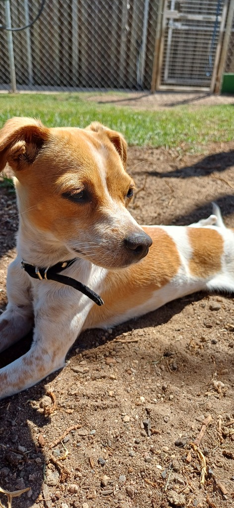 Millie - Small Female Miniature Fox Terrier x Tenterfield Terrier Mix ...