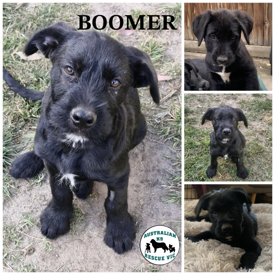 Boomer - Large Male Labrador Retriever Mix Dog in VIC - PetRescue
