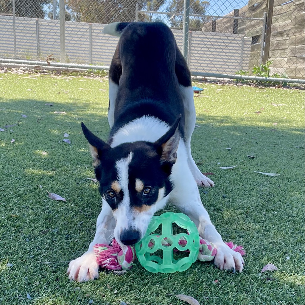 Roo - Medium Male Border Collie x Kelpie Mix Dog in VIC - PetRescue
