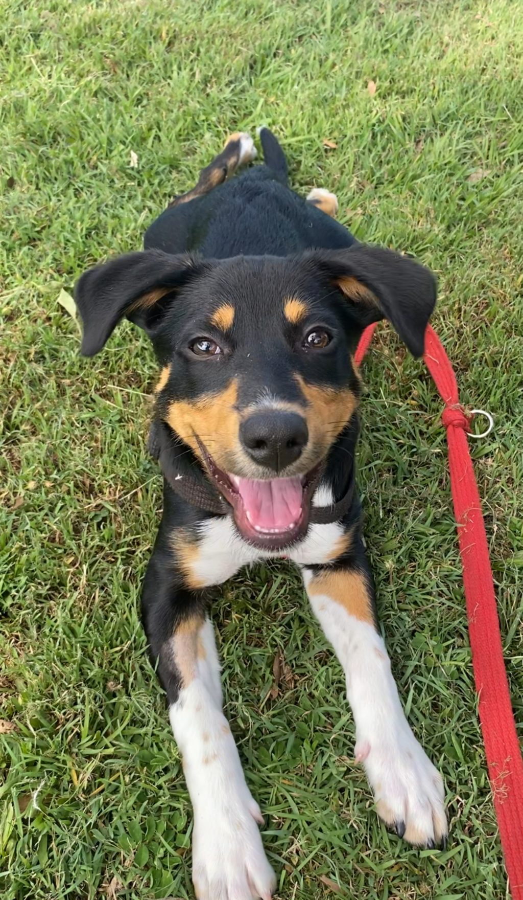 Sirius - Medium Male Kelpie Mix Dog in QLD - PetRescue