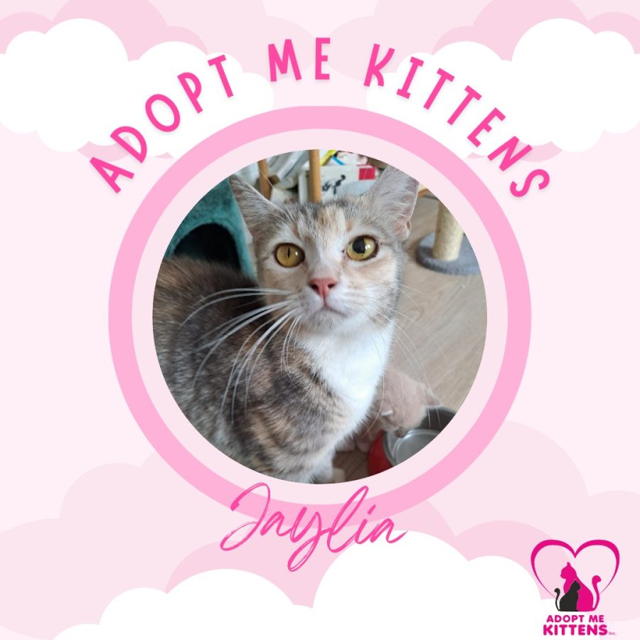 Adopt Me Kittens - PetRescue