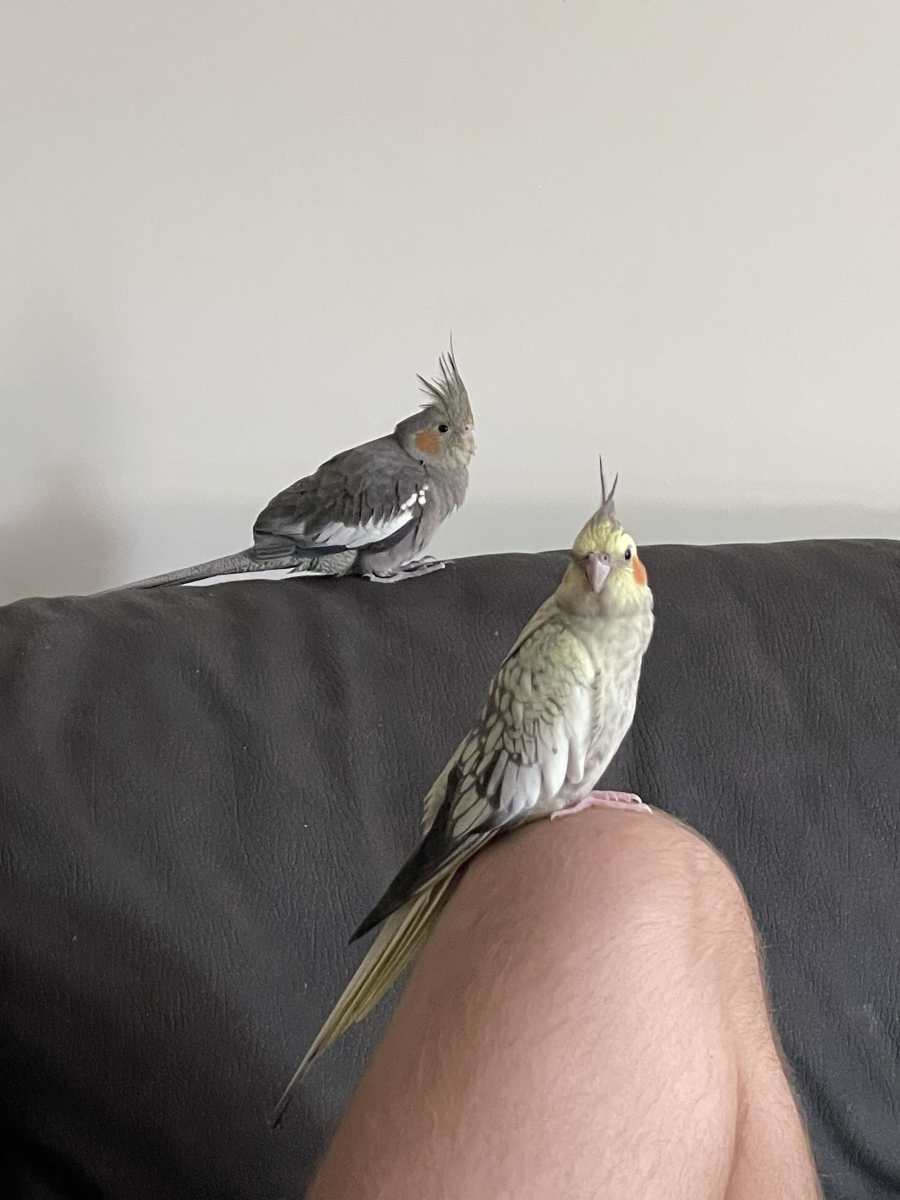 Zim & Lucy - Female Bird in VIC - PetRescue