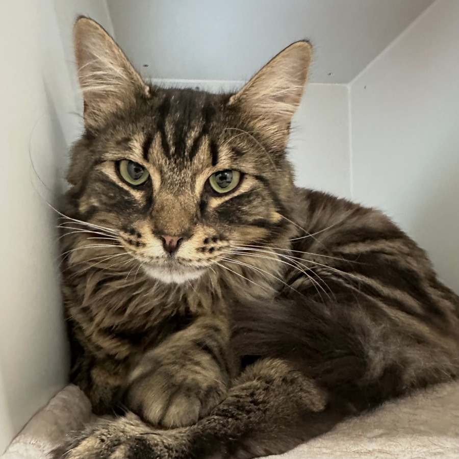 Binx - Male Domestic Long Hair (DLH) Cat in VIC - PetRescue